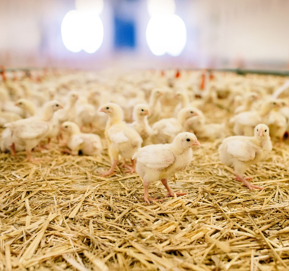 Livestock Operations - OXYNOVA - Oxynova®